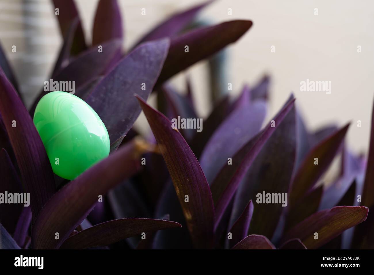 Queen hiding hi-res stock photography and images - Alamy