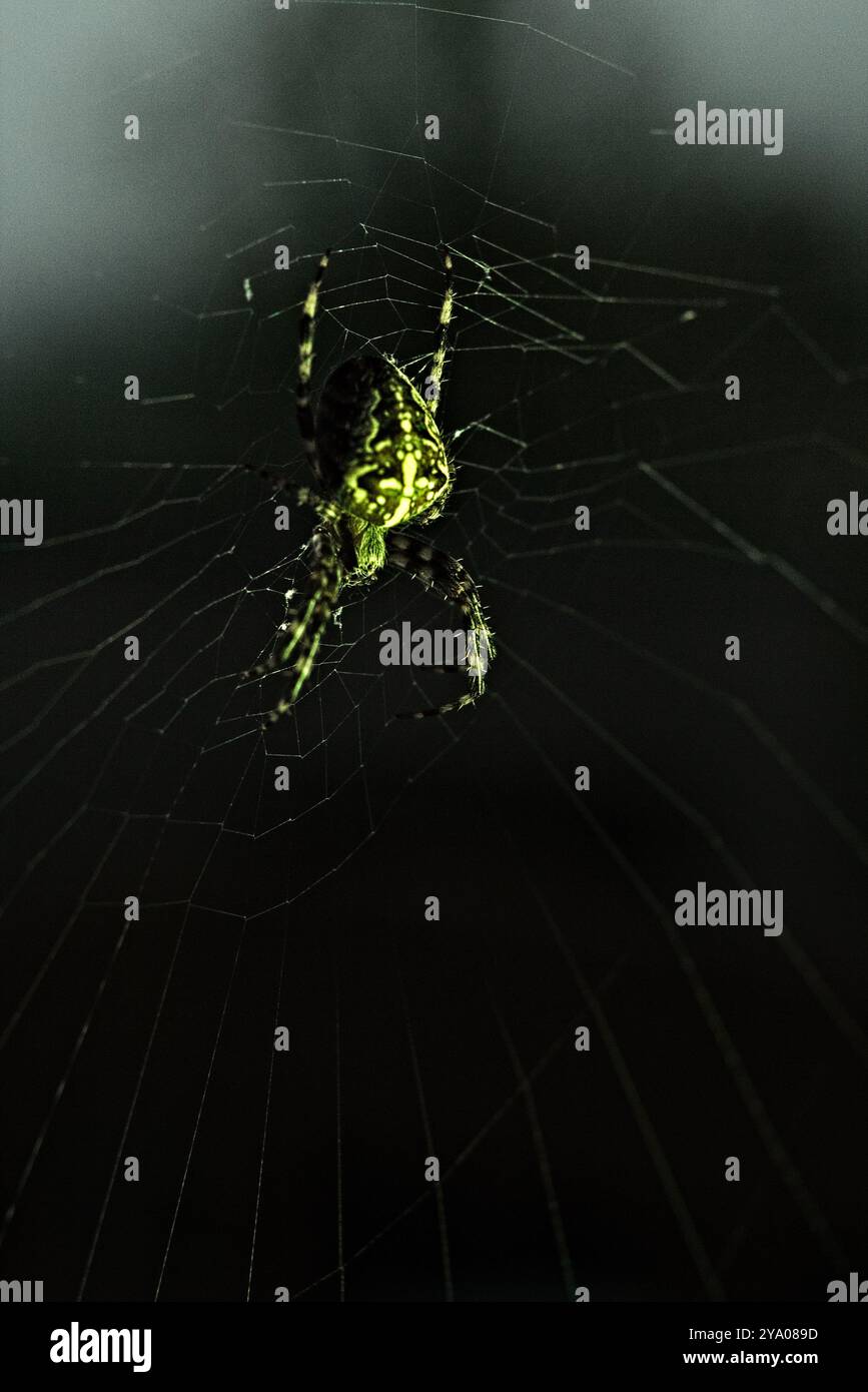 Sitting in its spider net hi-res stock photography and images - Alamy