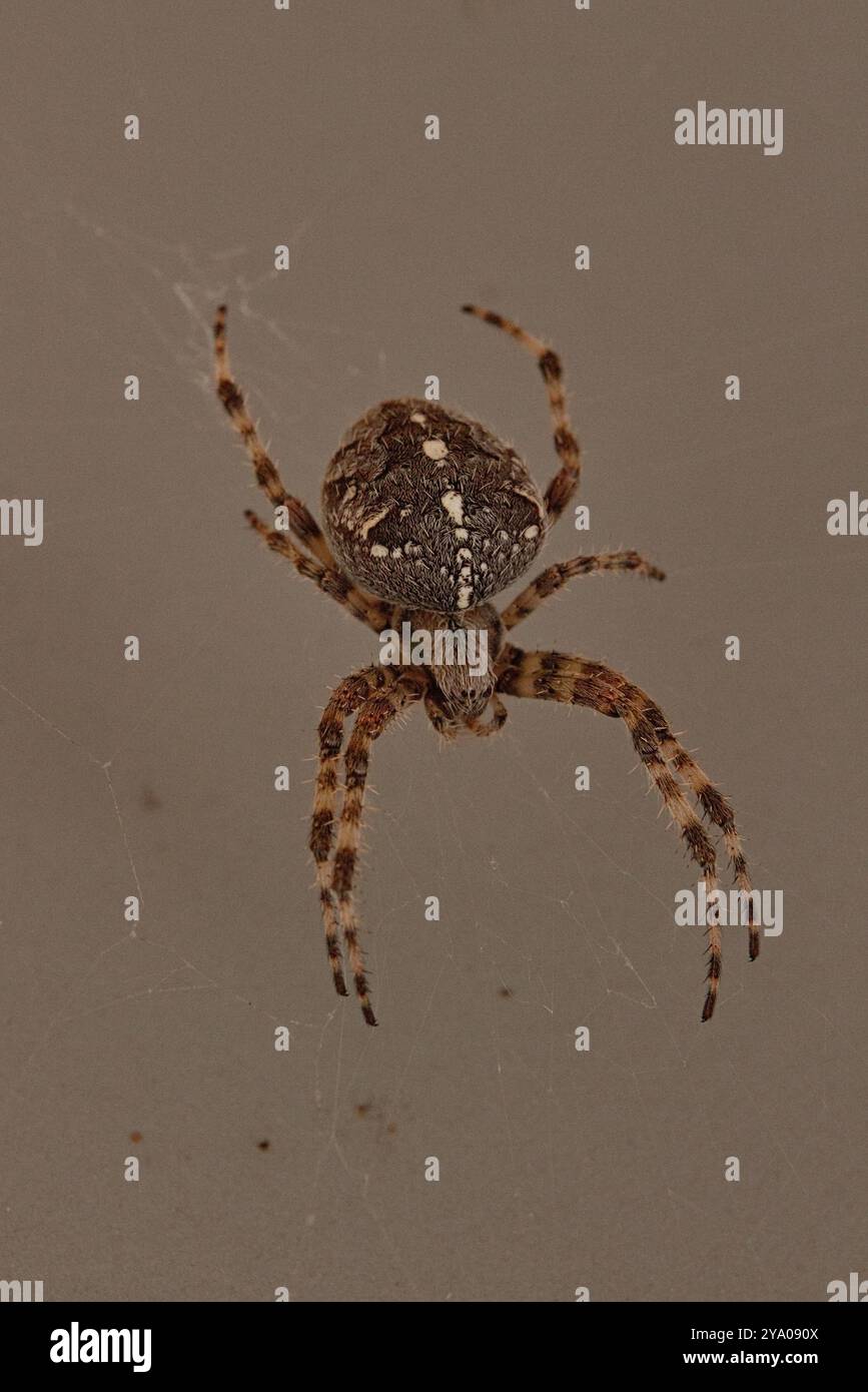 garden spider sitting in its net Stock Photo - Alamy