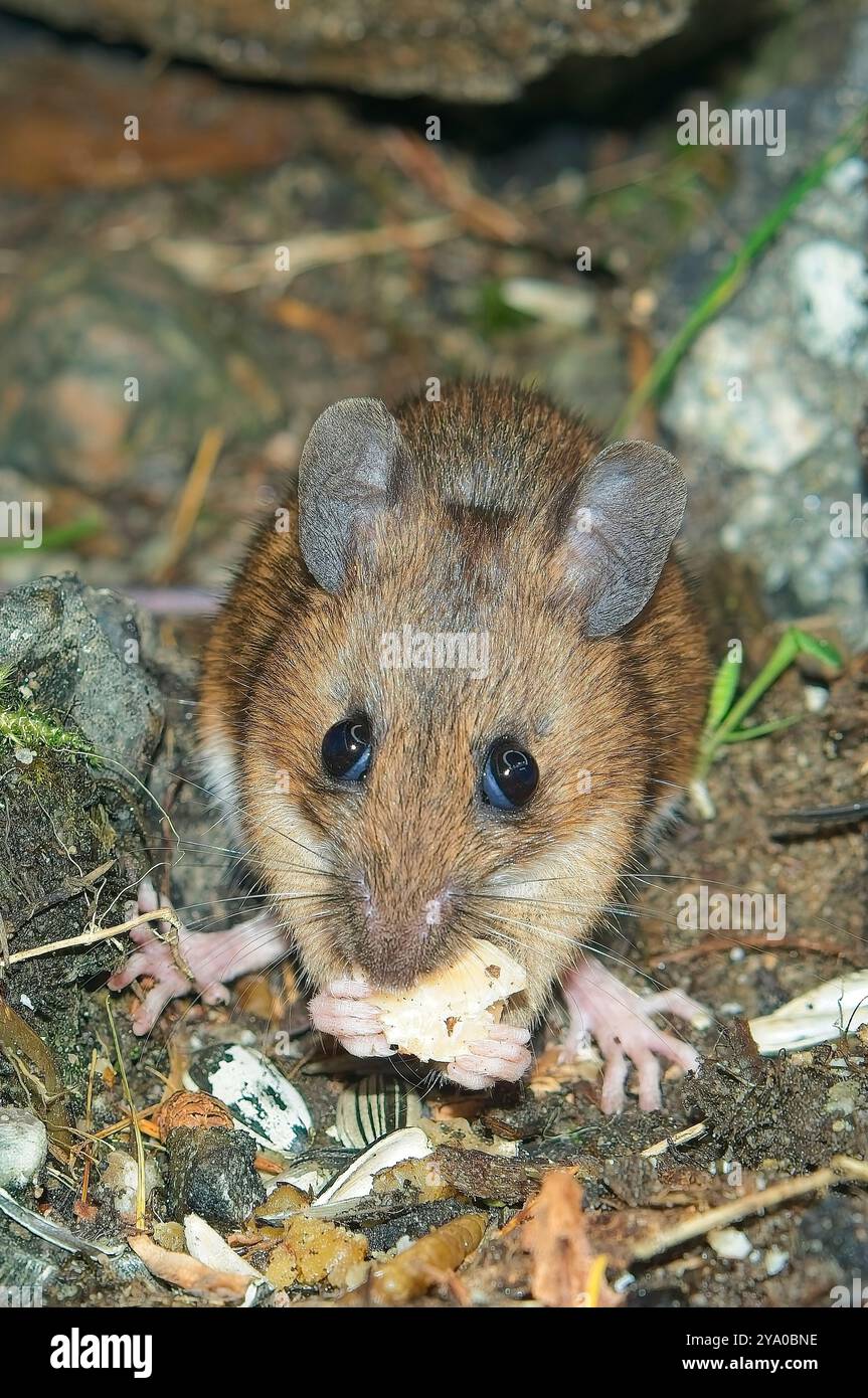 Wood Mouse, Apodemus sylvaticus, Skogsmus Stock Photo - Alamy