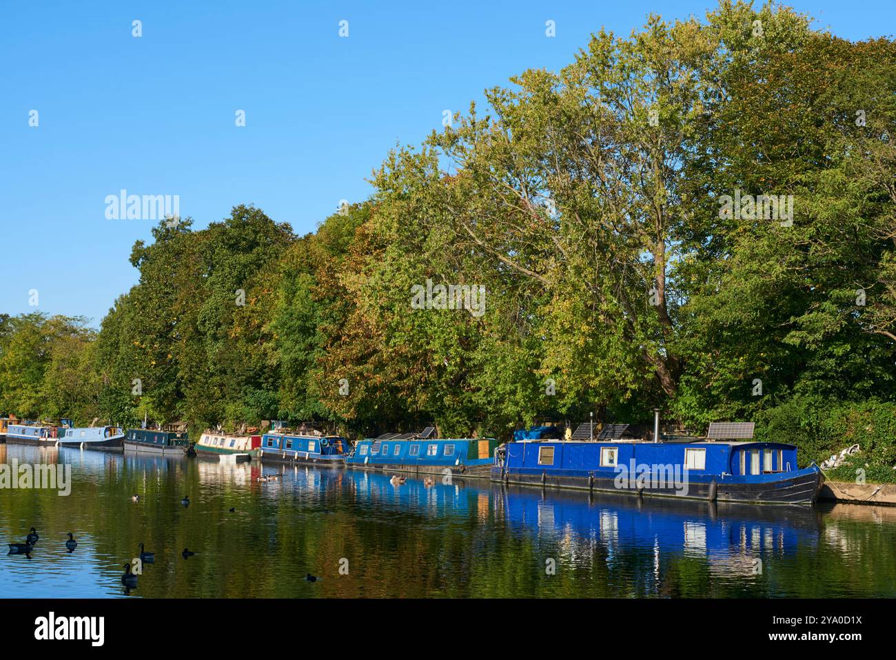 The River Lea in autumn near Springfield Park, Upper Clapton, London UK ...