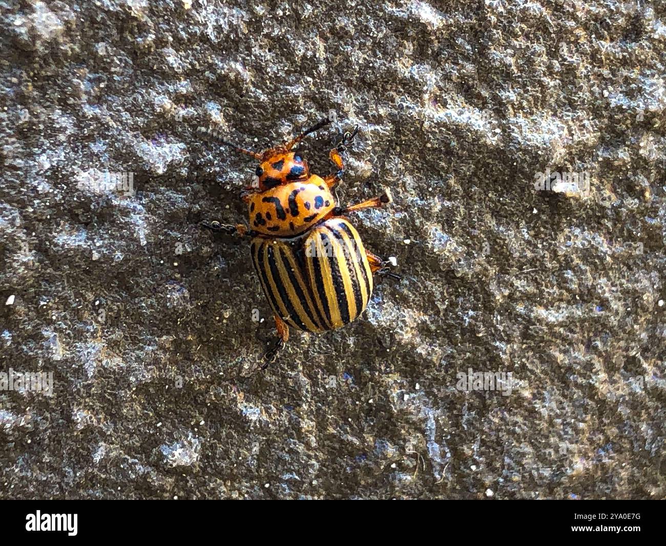 state potato beetle on the ground Stock Photo - Alamy