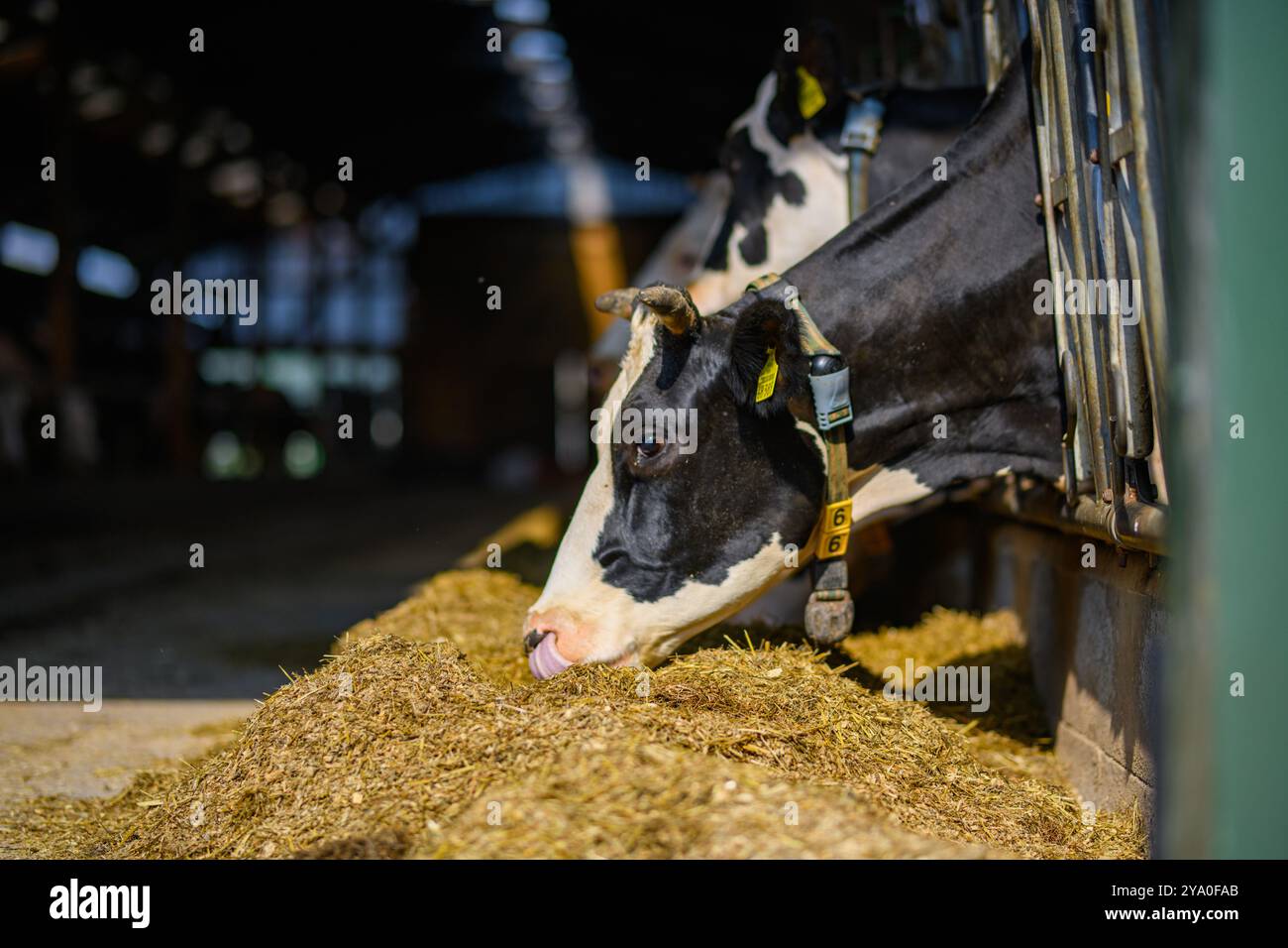 Eco farming. Cow calf in feedlot. Cows head peeking over the fence in ...