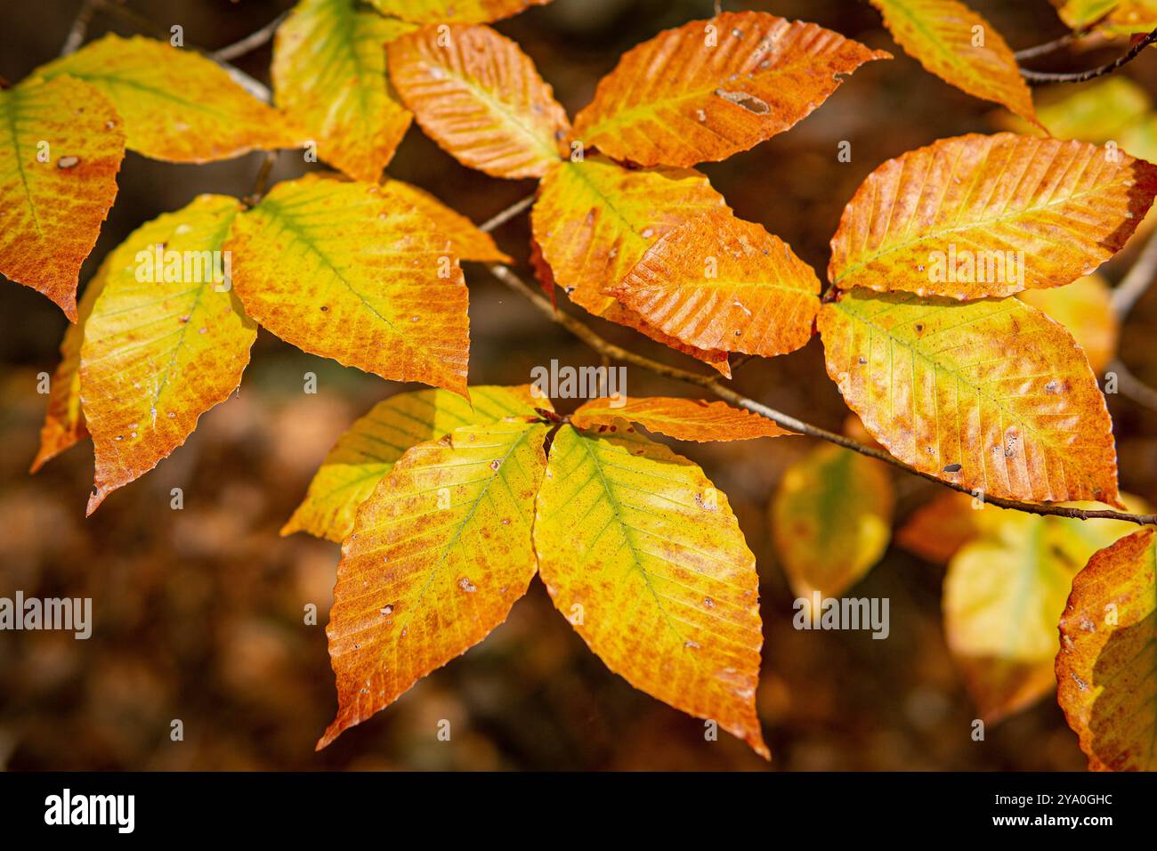 American beech tree (Fagus grandifolia) with beautiful fall colors ...