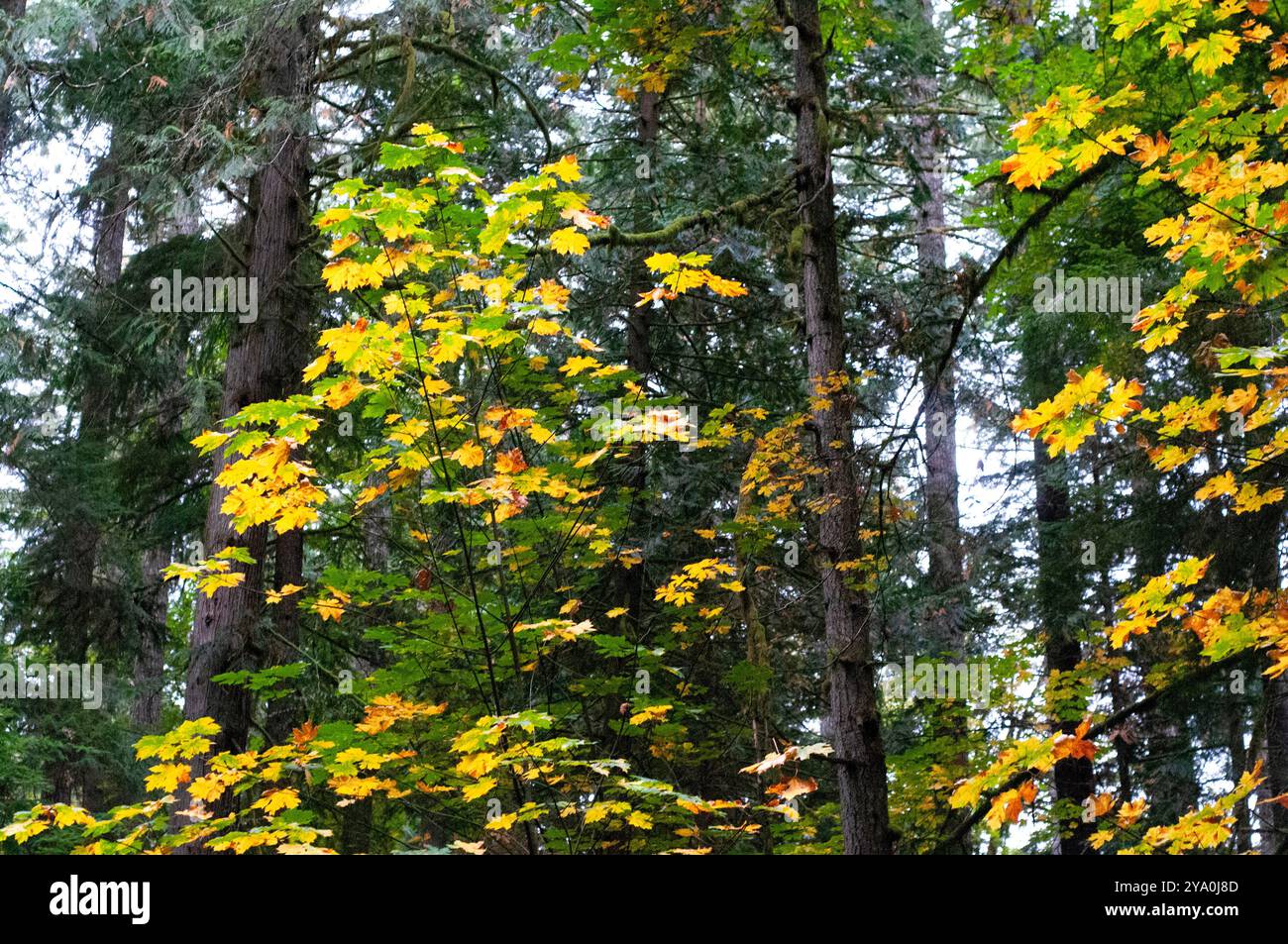 Canadian maple trees hi-res stock photography and images - Alamy