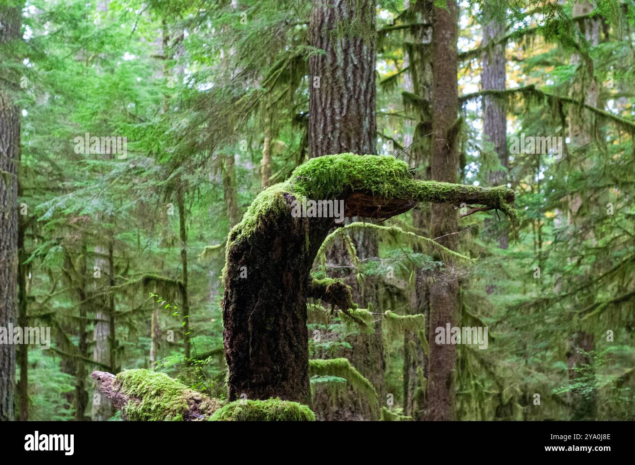 Moss trees in bc forest hi-res stock photography and images - Alamy