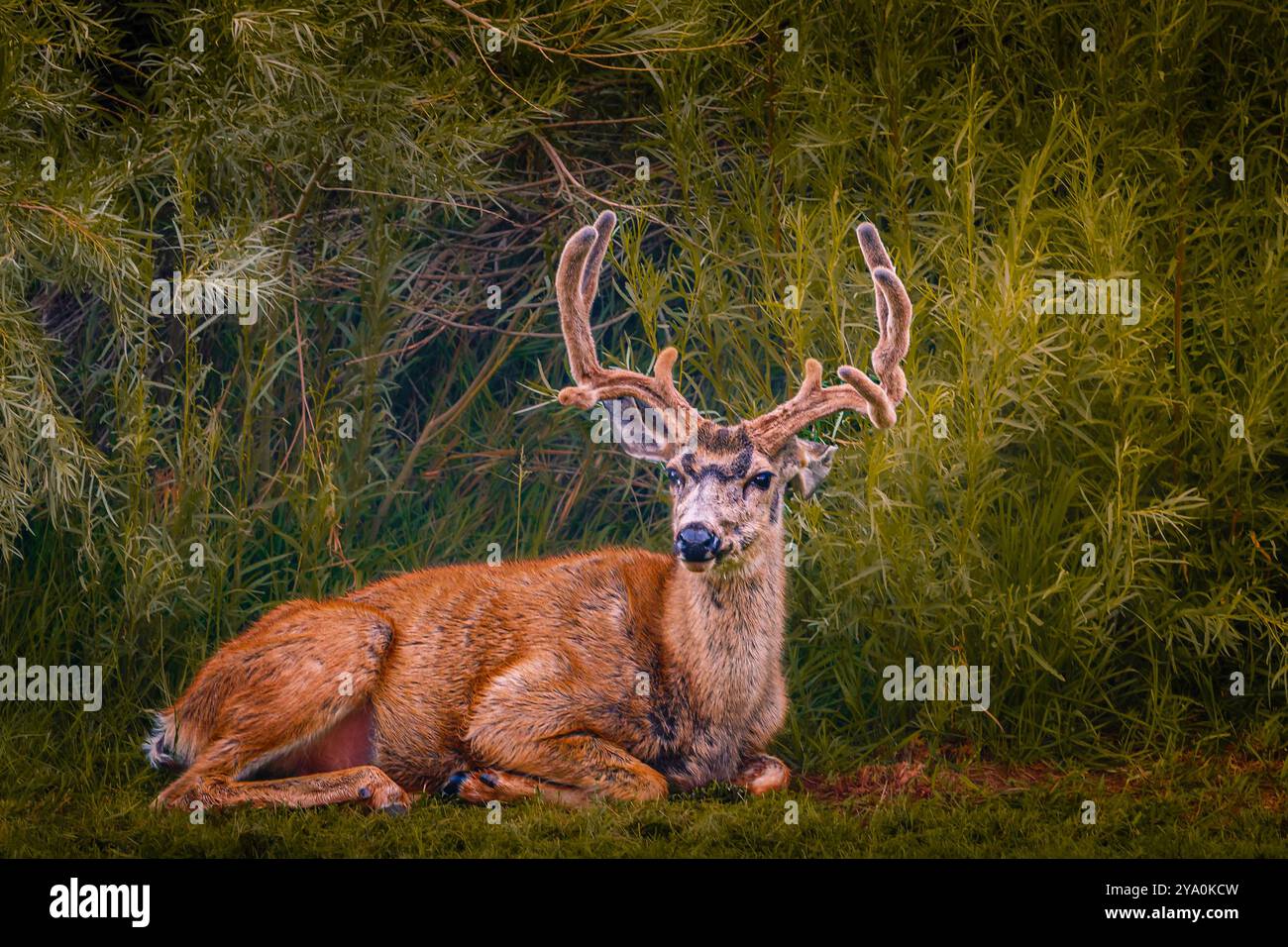 Mule Deer Odocoileus hermionus resting on the field Stock Photo - Alamy