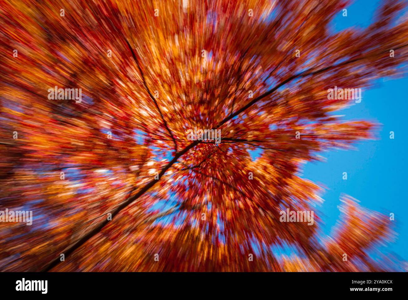Fall colour, abstract leaf zoom blur effect Stock Photo - Alamy