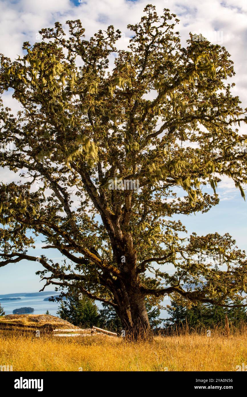 British columbia canada garry oak hi-res stock photography and images ...