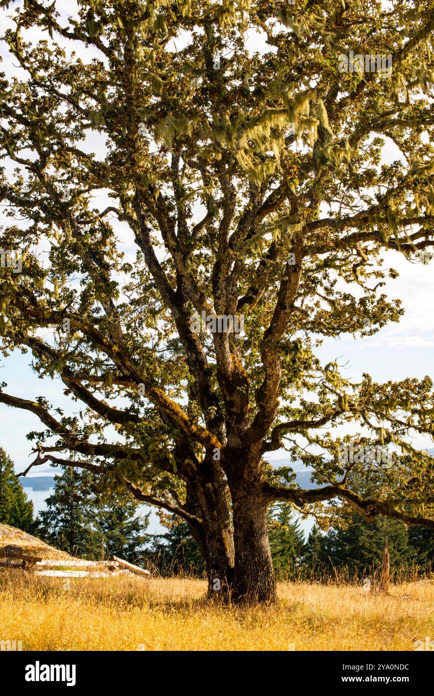 British columbia canada garry oak hi-res stock photography and images ...