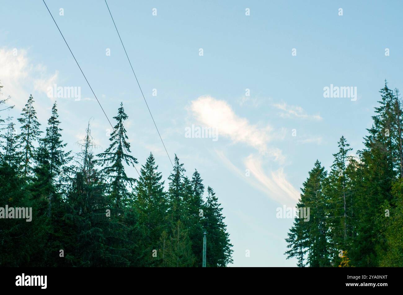 Trees power lines hi-res stock photography and images - Alamy