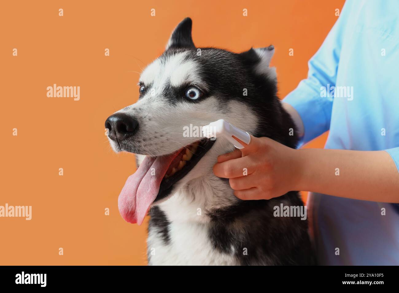 Veterinarian brushing Siberian Husky dog's teeth on orange background ...