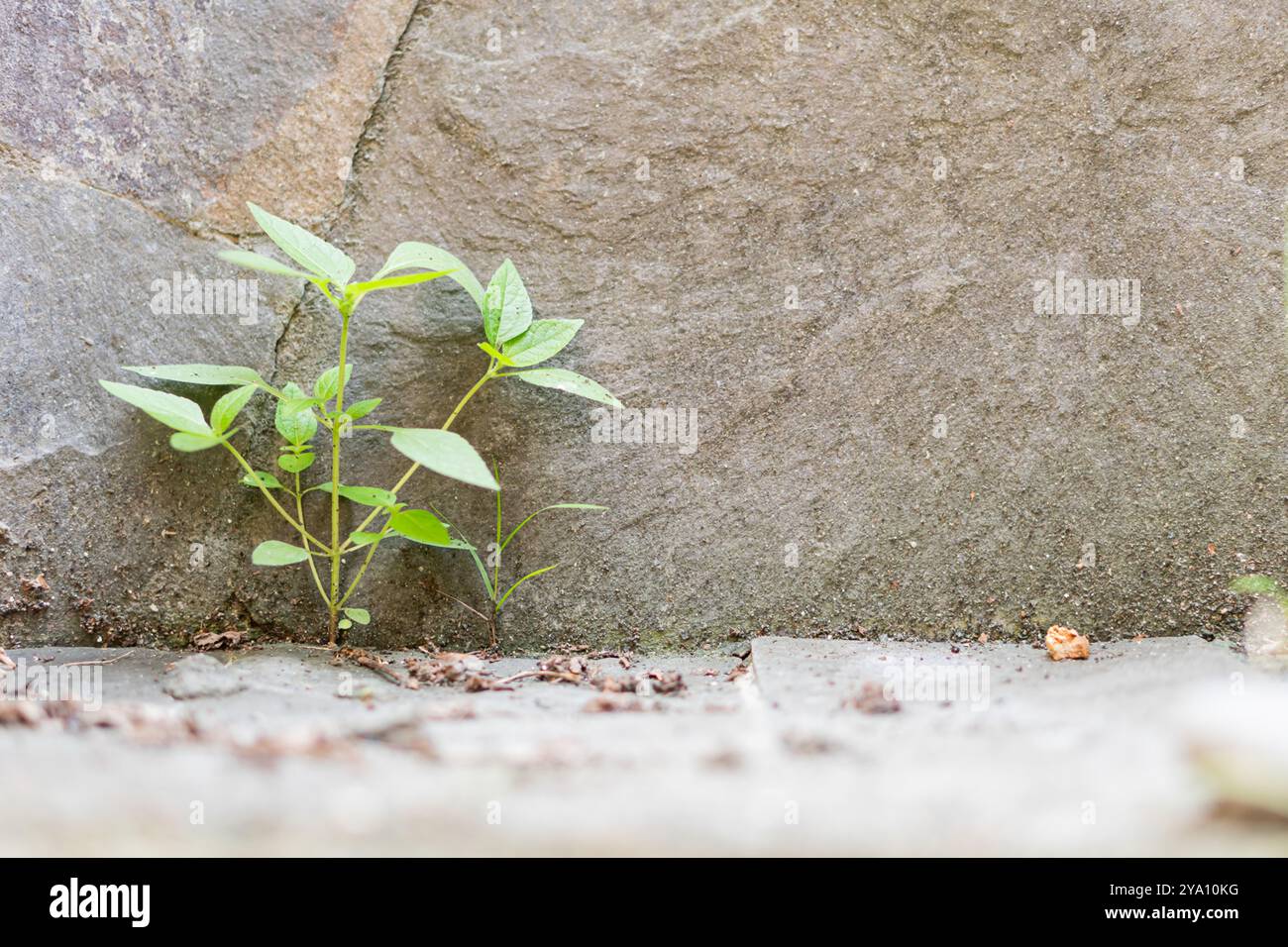 A small green plant growing between stones on a textured surface. The ...