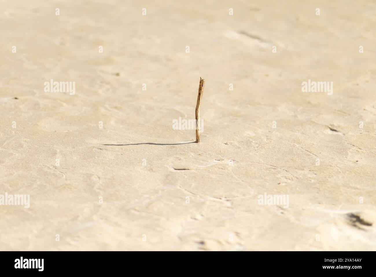 A lone stick pierces through the dry, cracked ground, casting a small ...