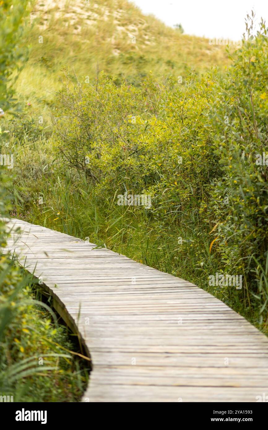 A wooden boardwalk gracefully curves through dense green foliage ...