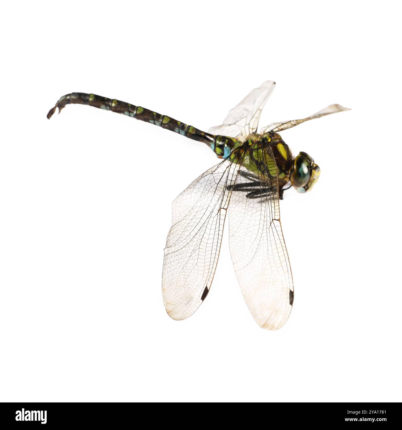 One dragonfly isolated on white. Beautiful insect Stock Photo - Alamy