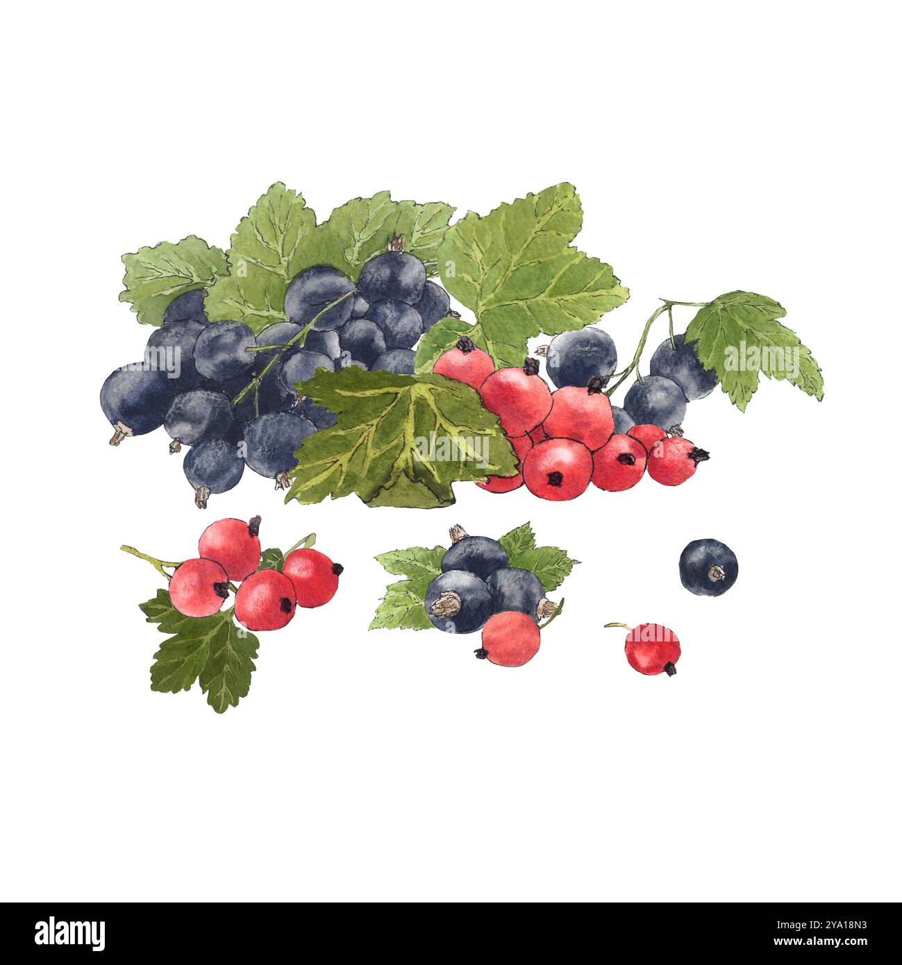 Red currant clipart hi-res stock photography and images - Alamy