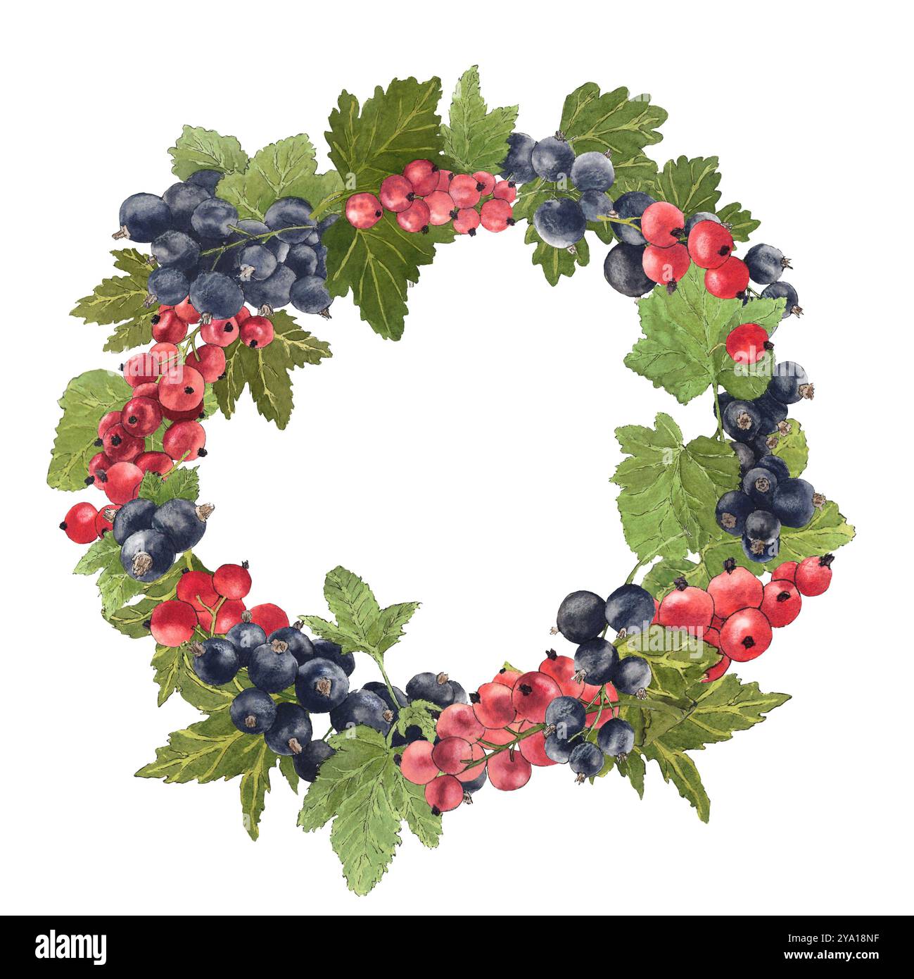 Red currant clipart hi-res stock photography and images - Alamy