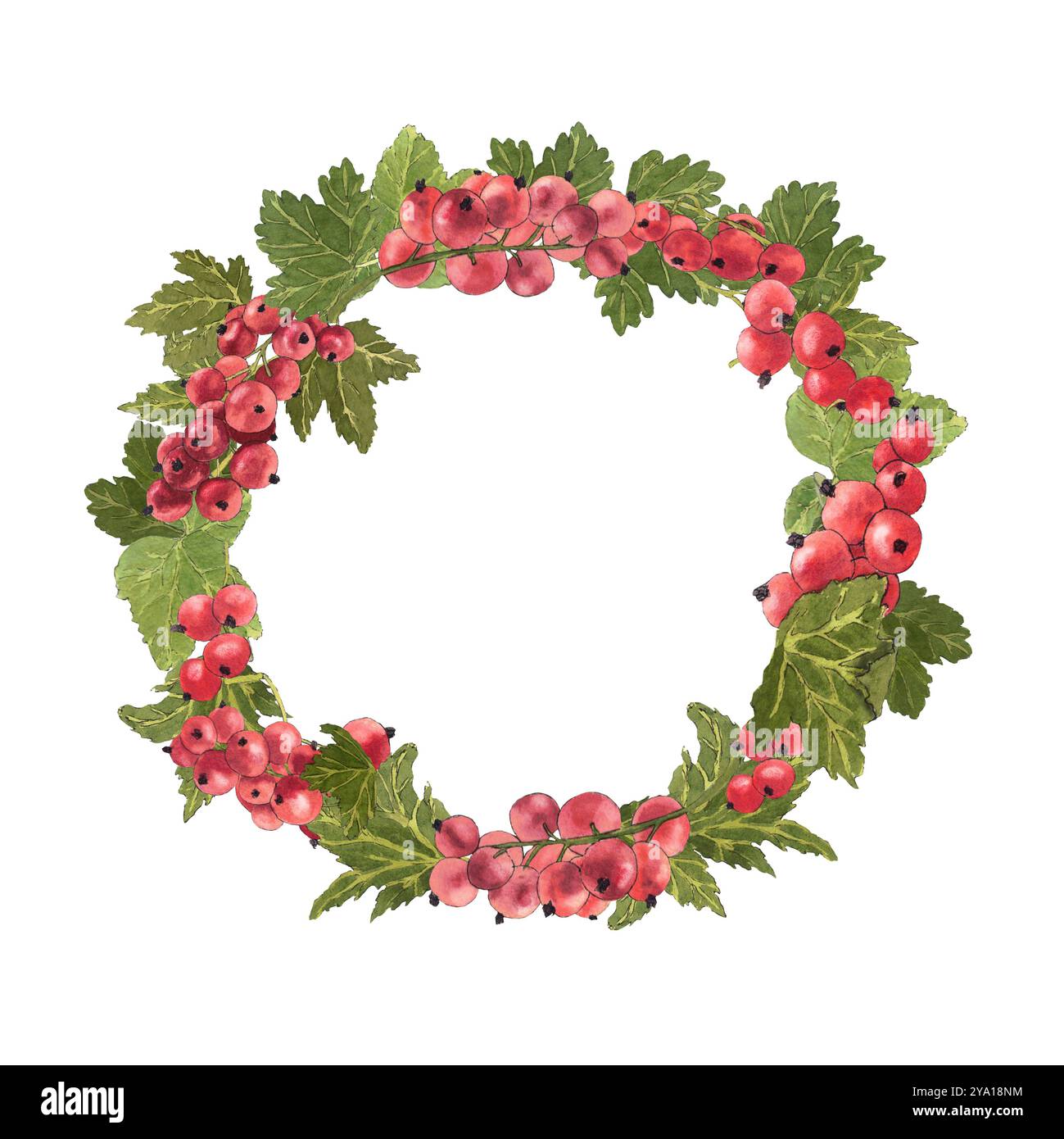 Black currant botanical illustration hi-res stock photography and ...