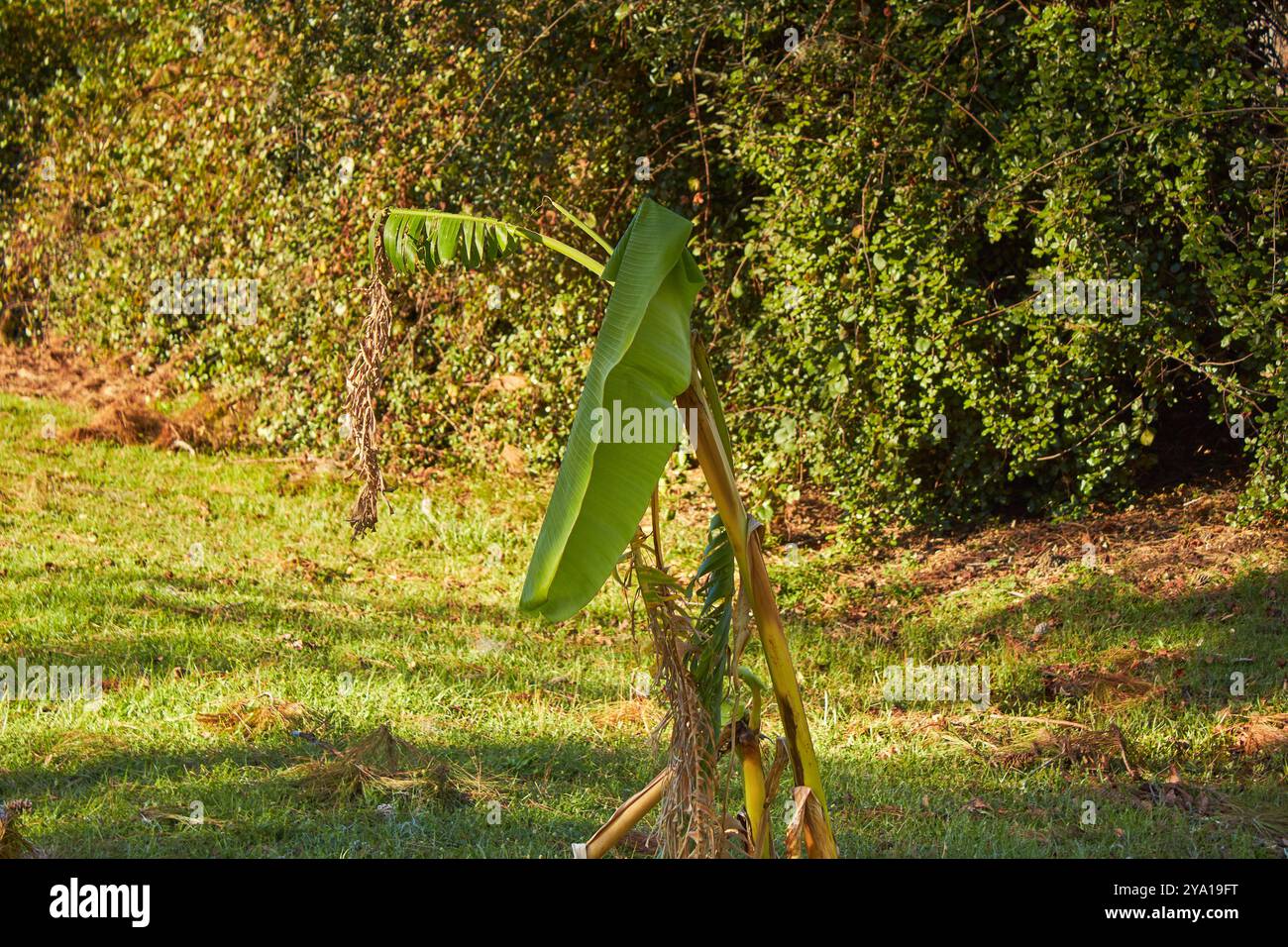 Cleaning up after Hurricane Helene in Lakeland, Georgia USA Stock Photo ...