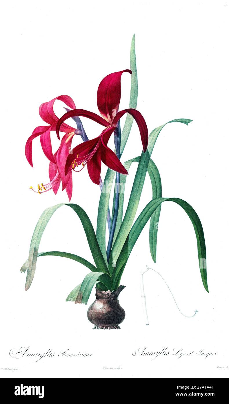 Botany illustration 1800s Cut Out Stock Images & Pictures - Alamy