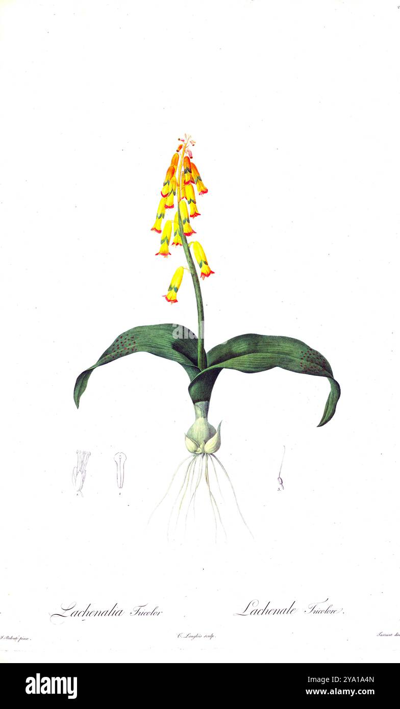 Cape cowslip lachenalia tricolor hi-res stock photography and images - Alamy