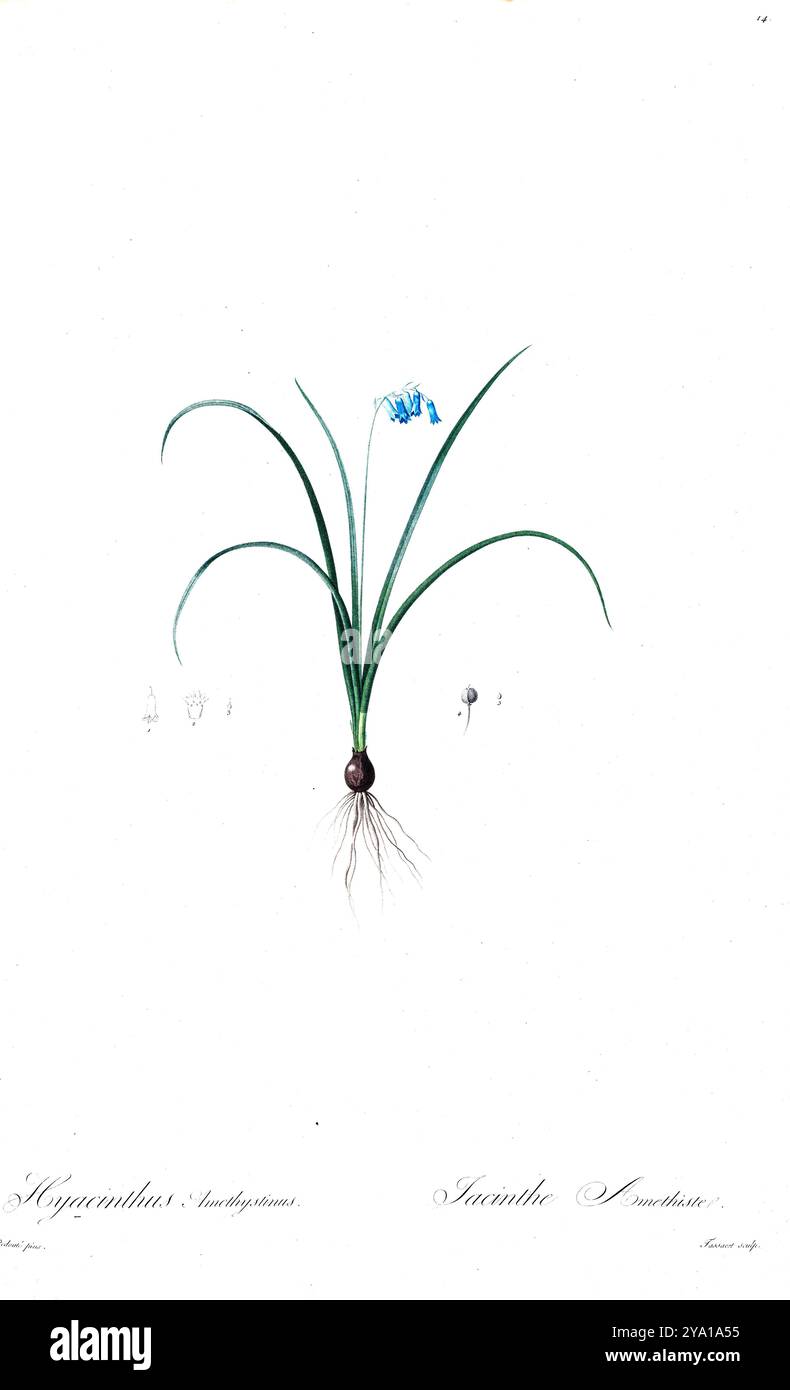 Spanish dwarf hyacinth hi-res stock photography and images - Alamy