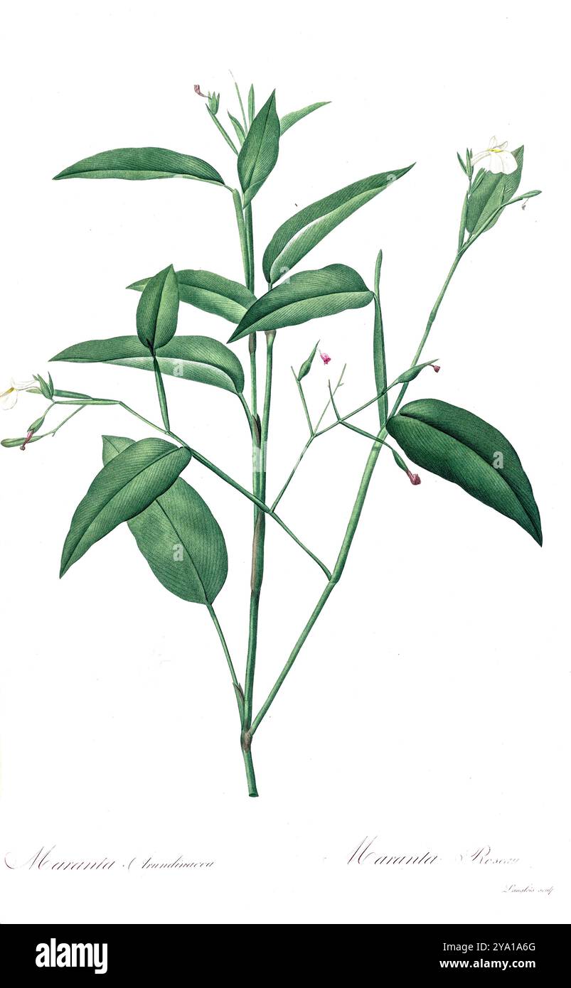 Maranta species hi-res stock photography and images - Alamy