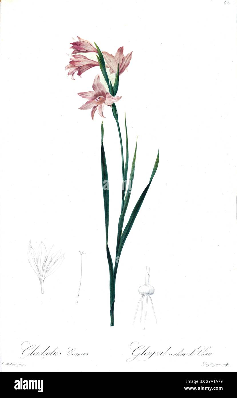 Painted lady gladiolus (Gladiolus carneus). Illustration from Les ...