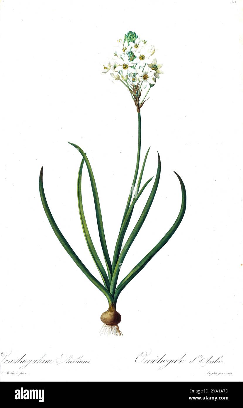 Arabian star flower (Ornithogalum arabicum). Illustration from Les ...