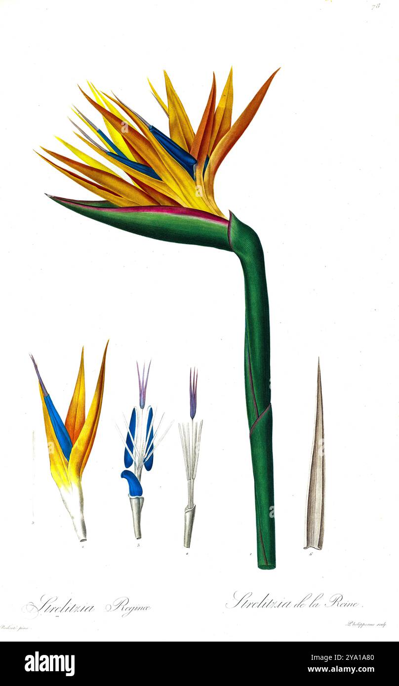 Bird of paradise flower (Strelitzia reginae). Illustration from Les ...