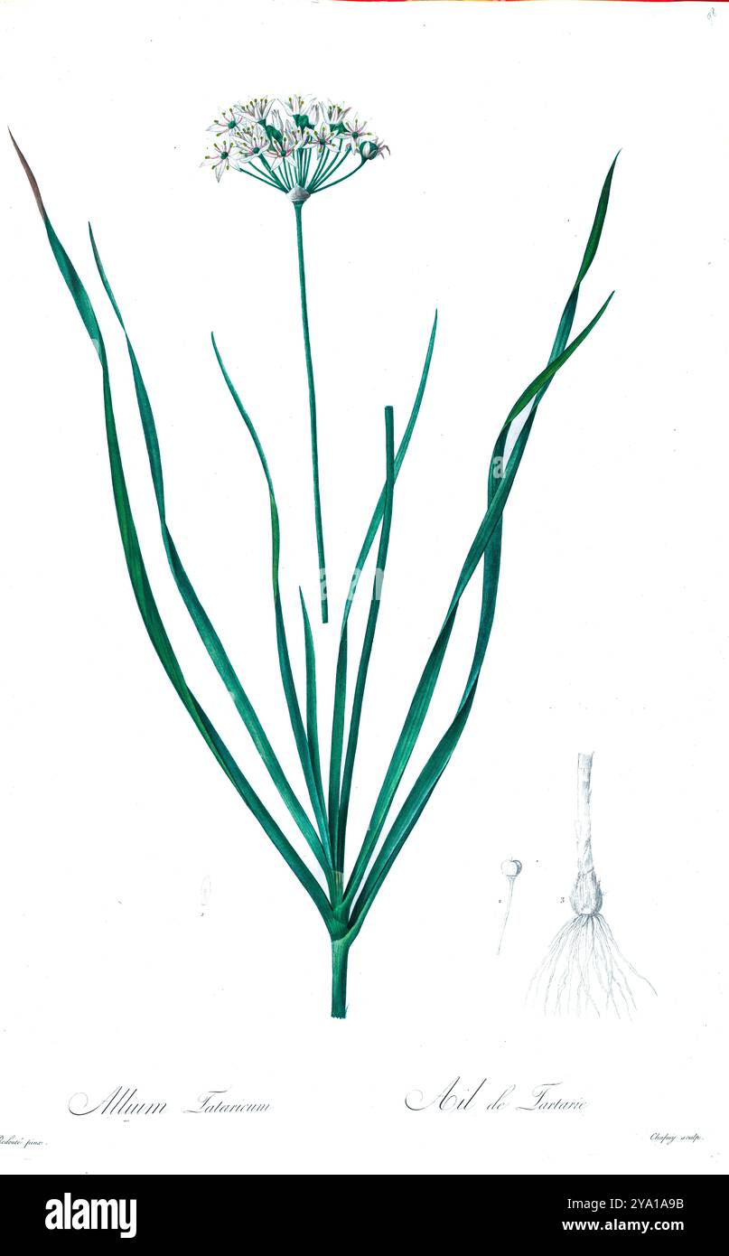 19th century illustration chives hi-res stock photography and images ...