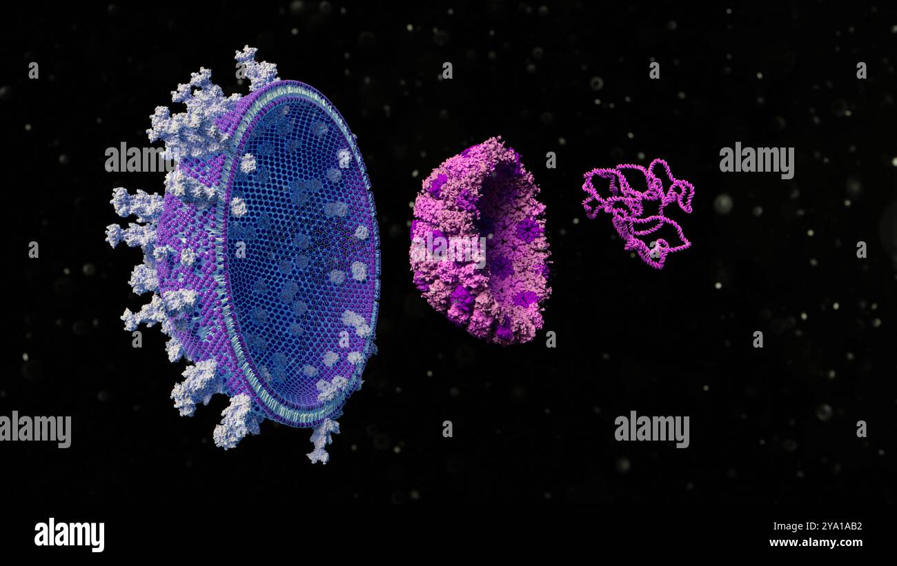 Structure of herpes virus hi-res stock photography and images - Alamy