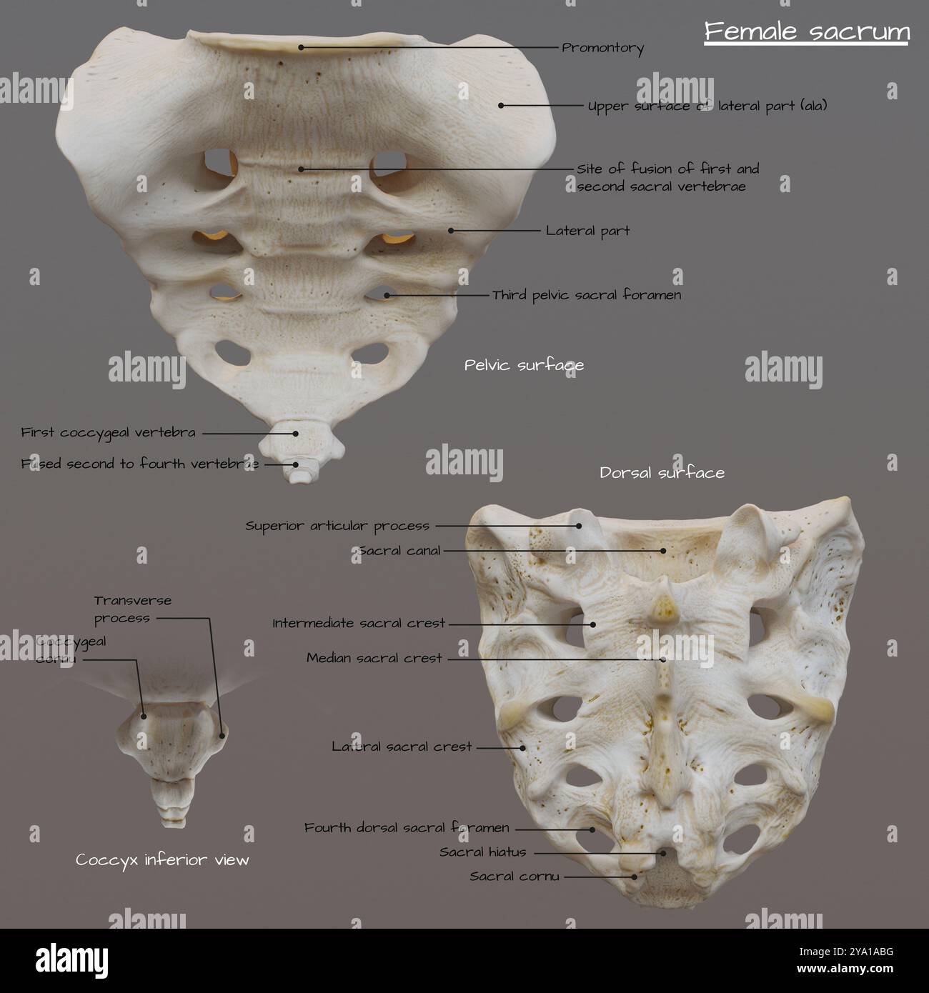 Anatomy of female sacrum, illustration Stock Photo - Alamy