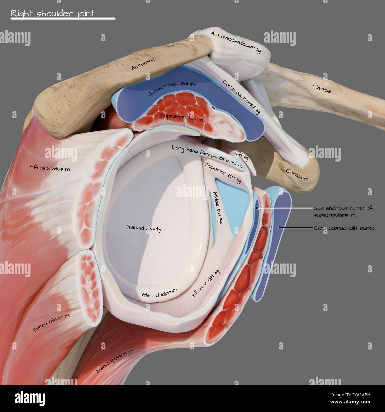 Illustration of a lateral view of a cross-section of the capsule of the ...
