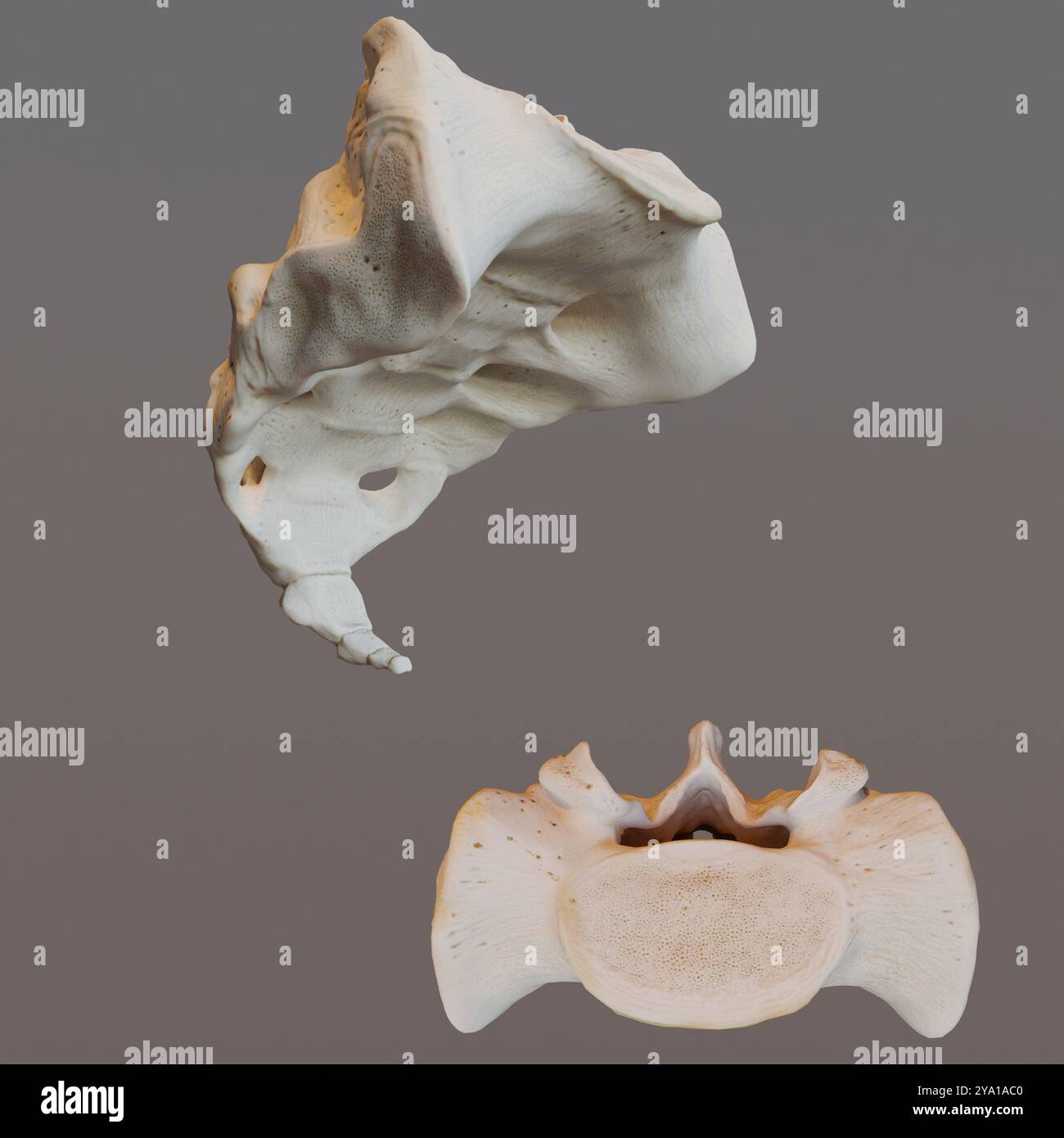 Lumbar spine anatomy female hi-res stock photography and images - Alamy