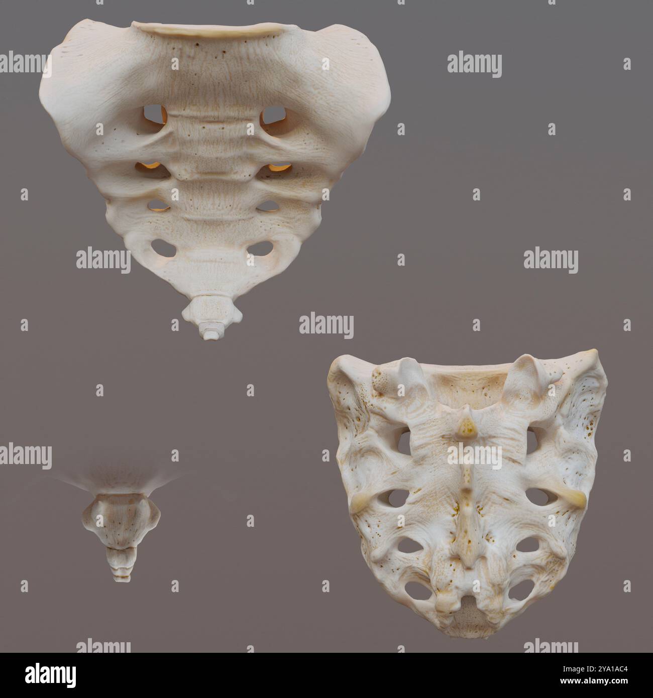 Labeled Sacrum Bone Sacrum | Complete Anatomy