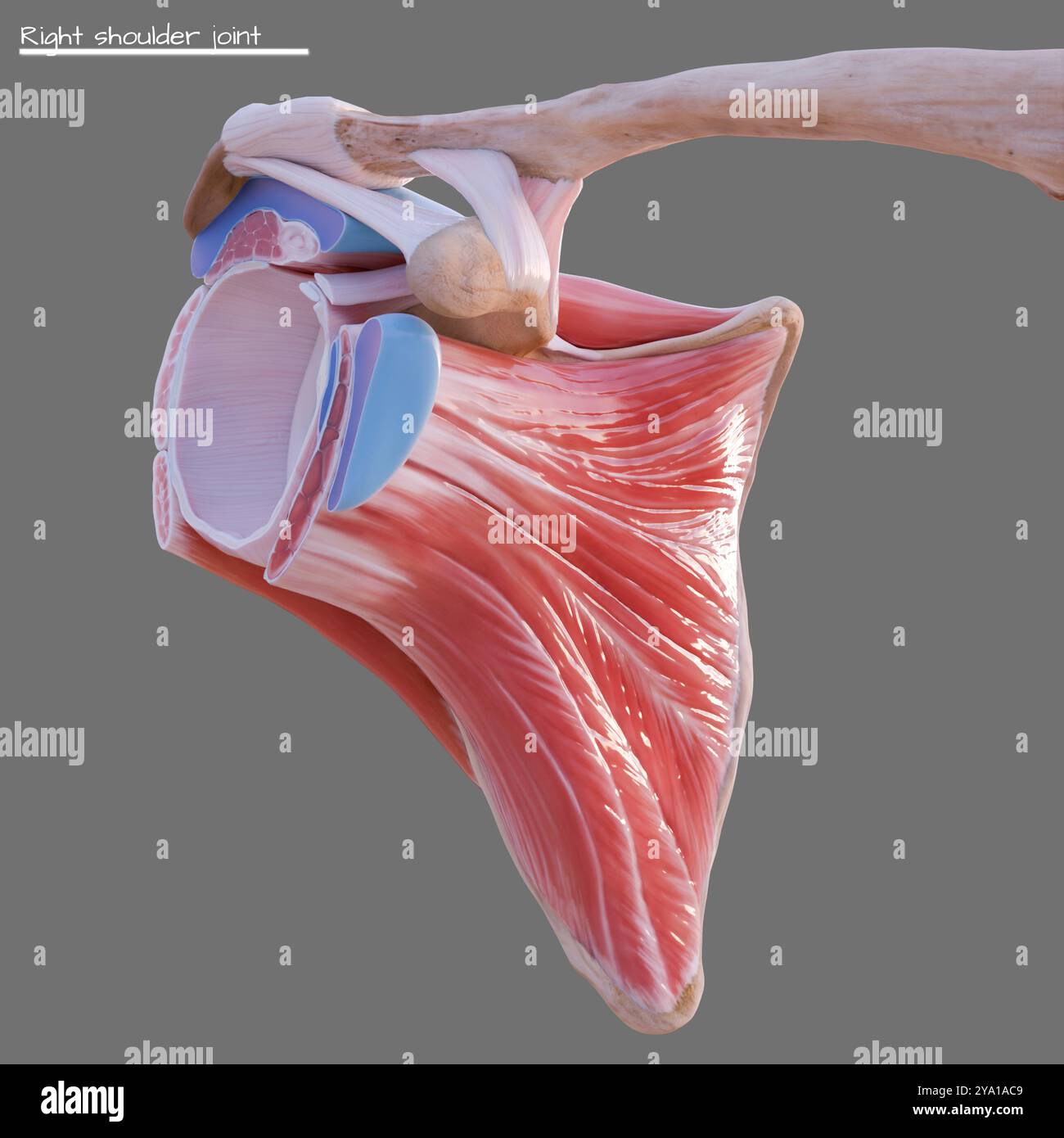 Illustration of an anterior view of a section of the capsule and ...