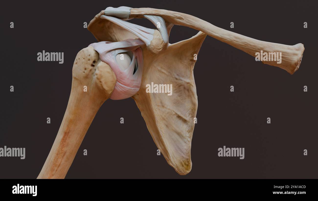 Coracoacromial ligament hi-res stock photography and images - Alamy