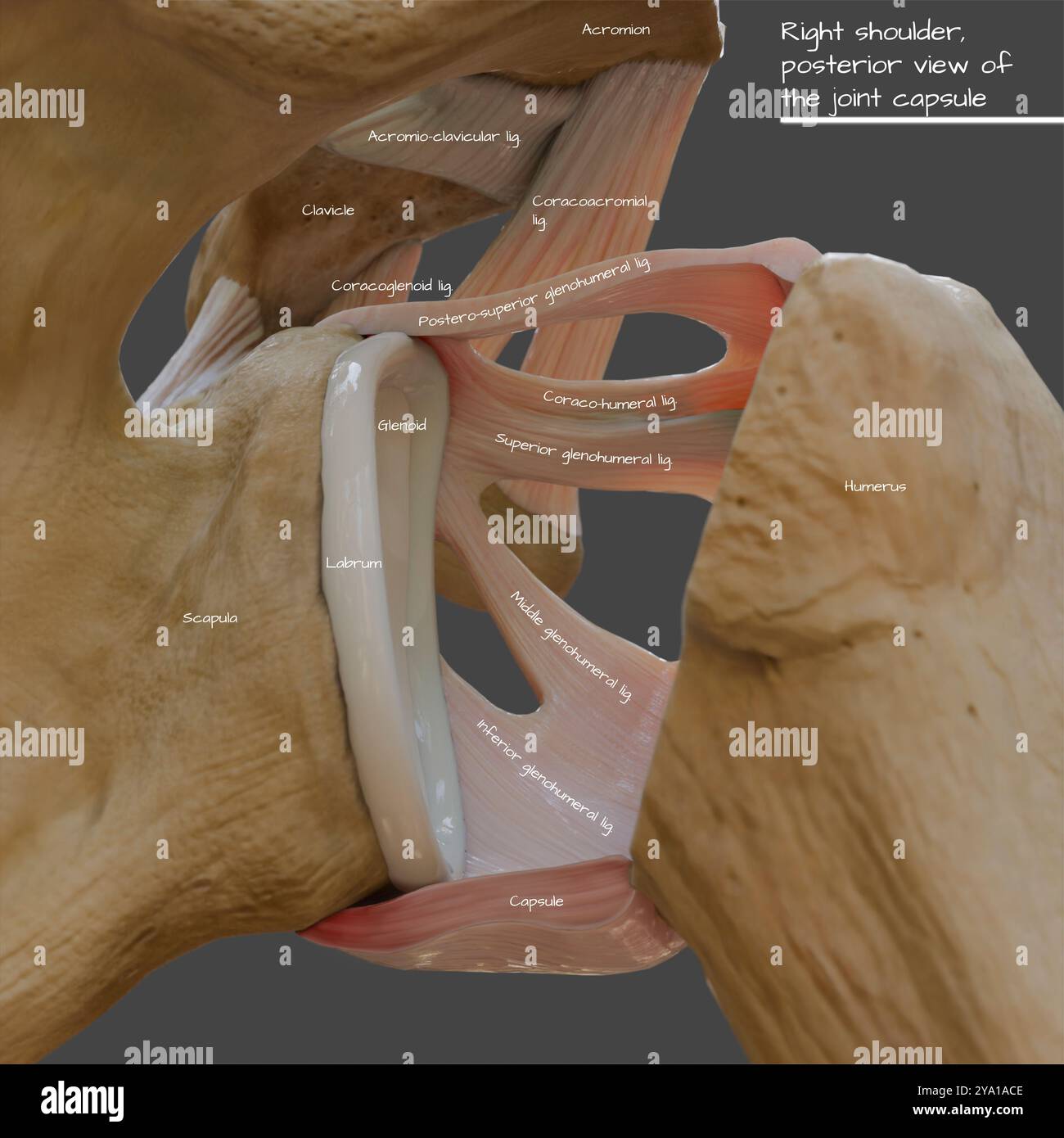 Illustration of a posterior view of the glenohumeral ligaments with the ...