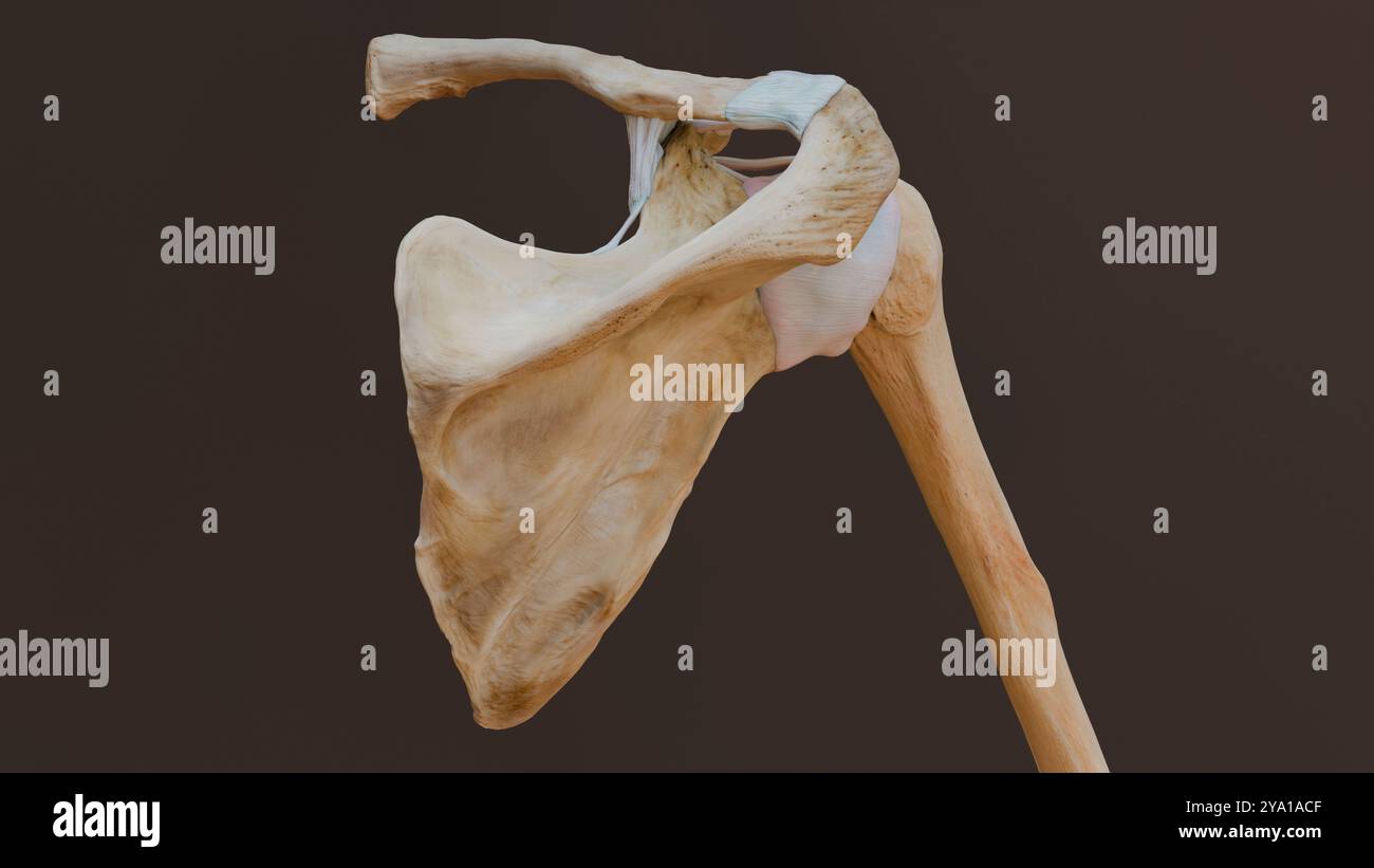 Illustration of a posterior view of the shoulder joint showing the ...
