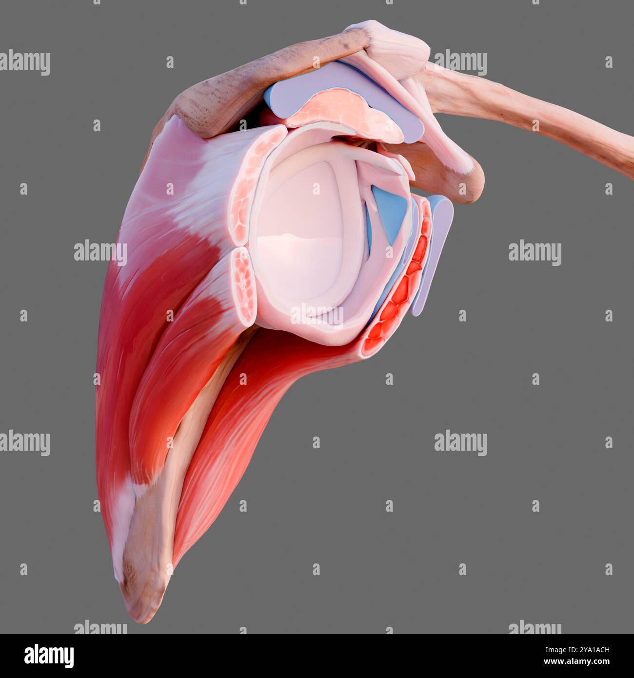 Illustration of a lateral view of a cross-section of the capsule of the ...