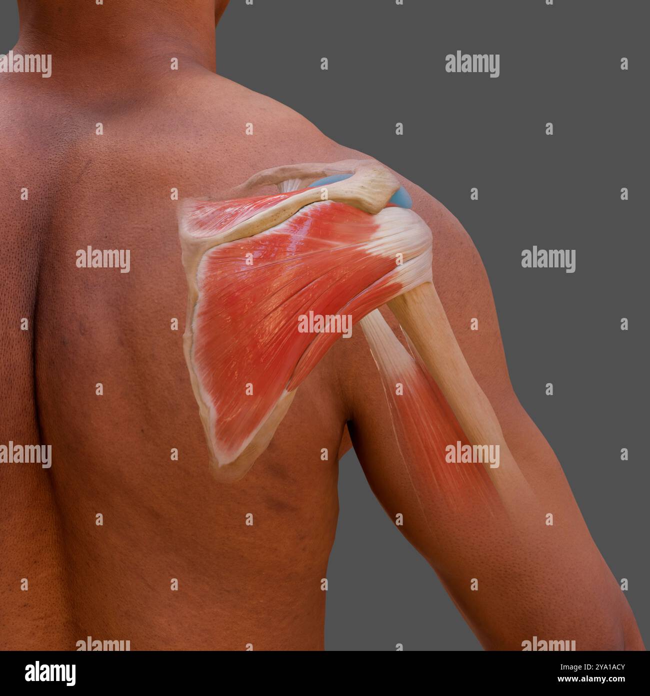 Illustration of a posterior view of the rotator cuff of the shoulder ...