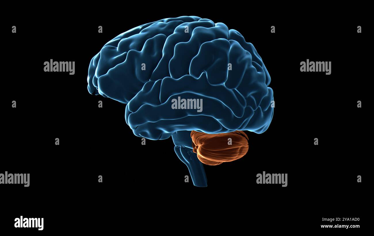 Illustration of the human cerebellum (highlighted in orange), the part ...