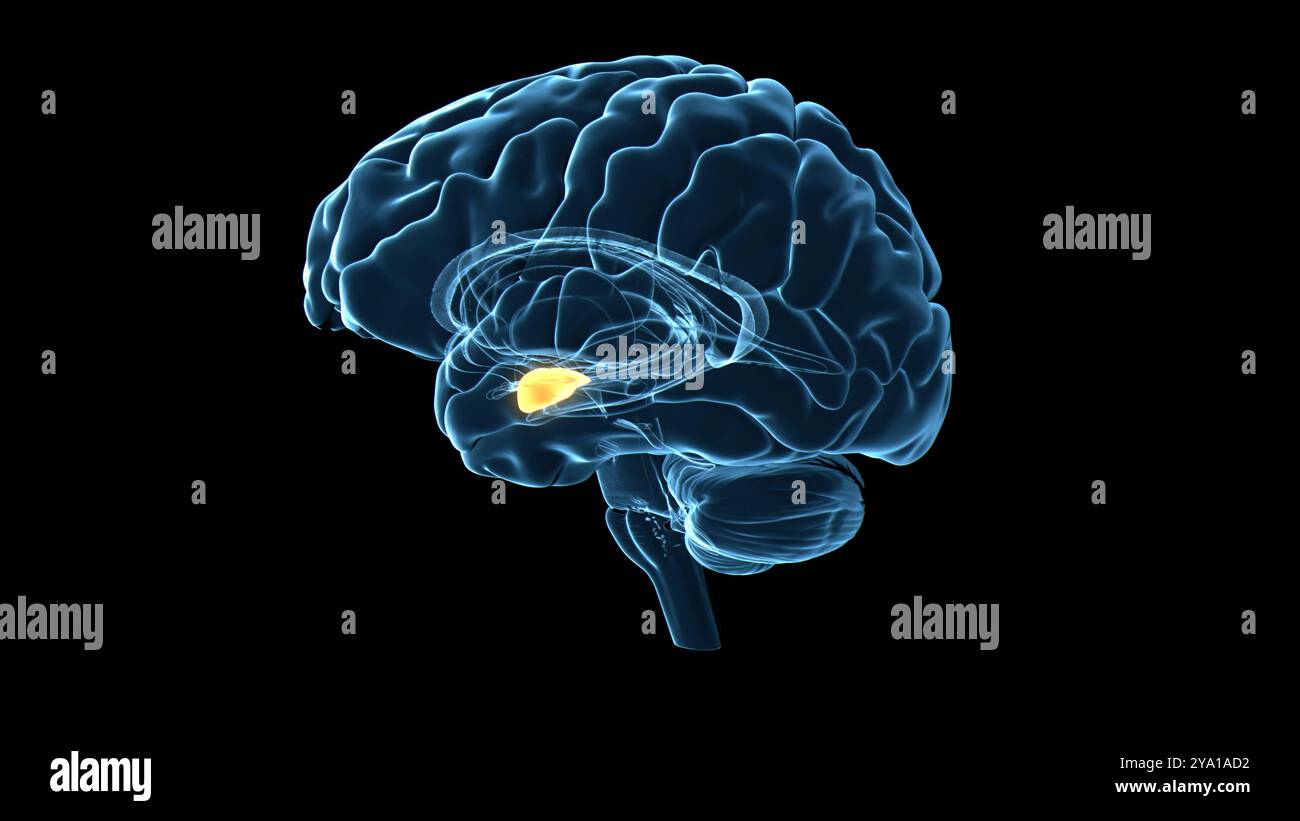 Illustration of the amygdala (highlighted in orange) of the human brain ...