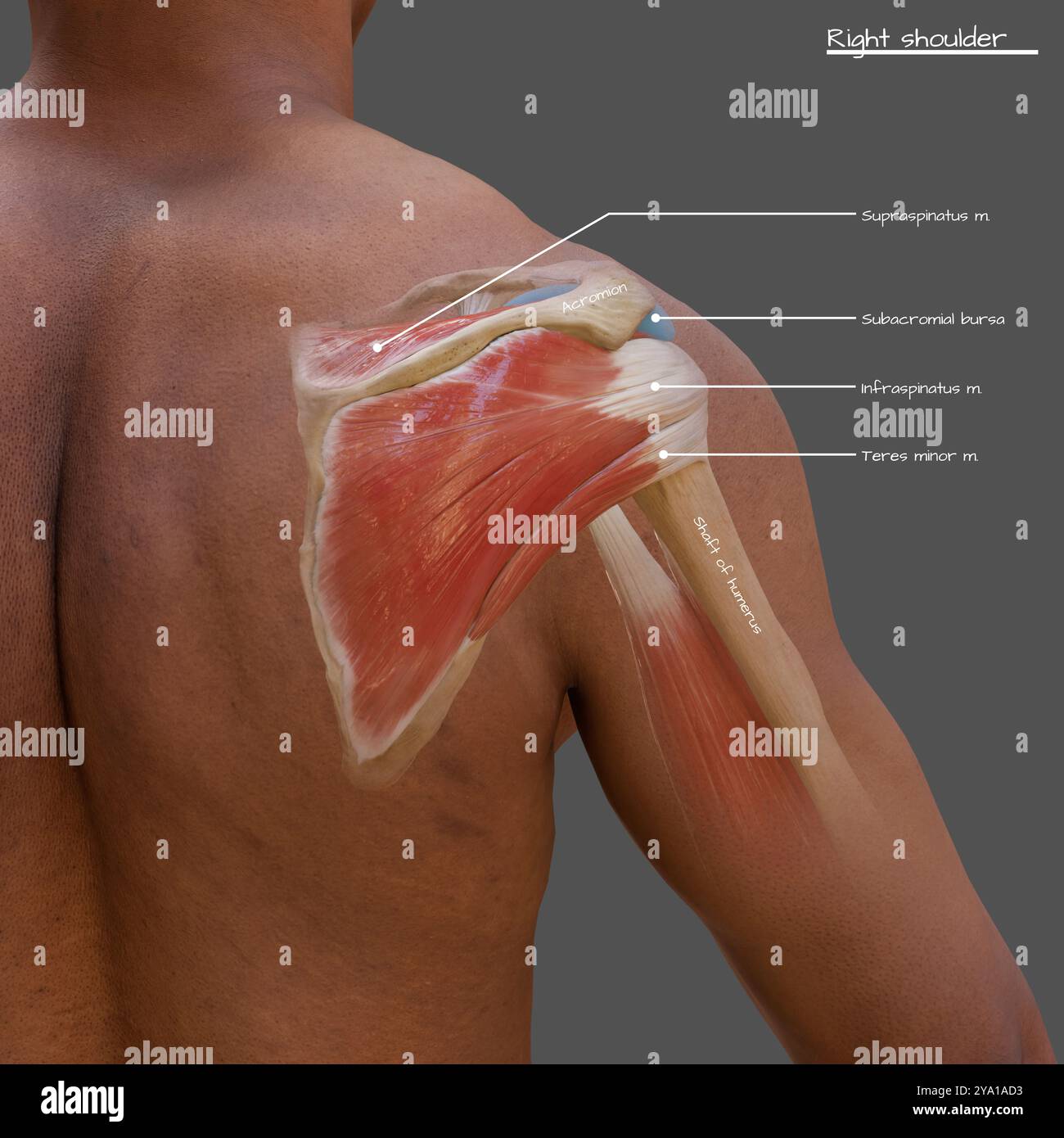 Illustration of a posterior view of the rotator cuff of the shoulder ...