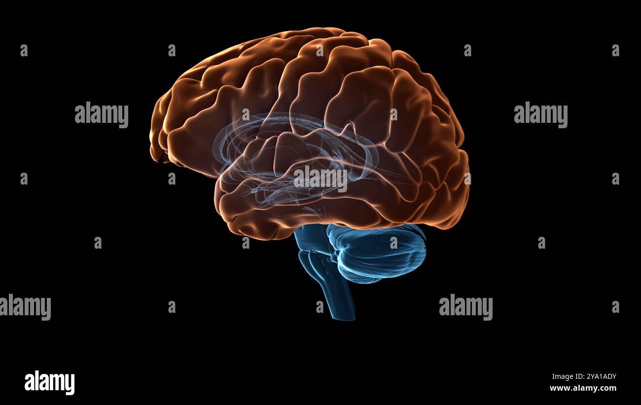Cerebral cortex human brain hi-res stock photography and images - Alamy