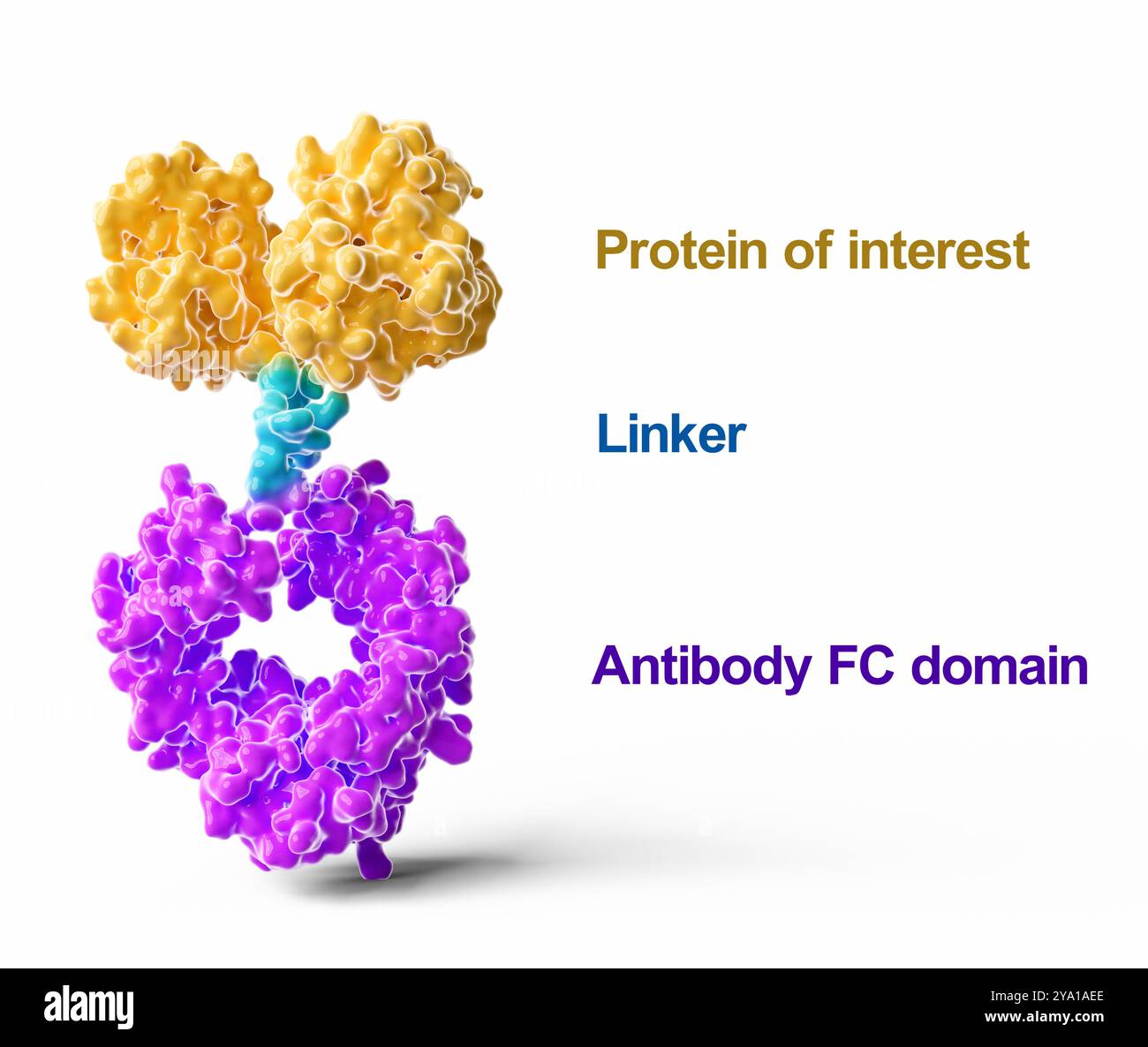Illustration of the structure of a typical antibody FC (fragment ...