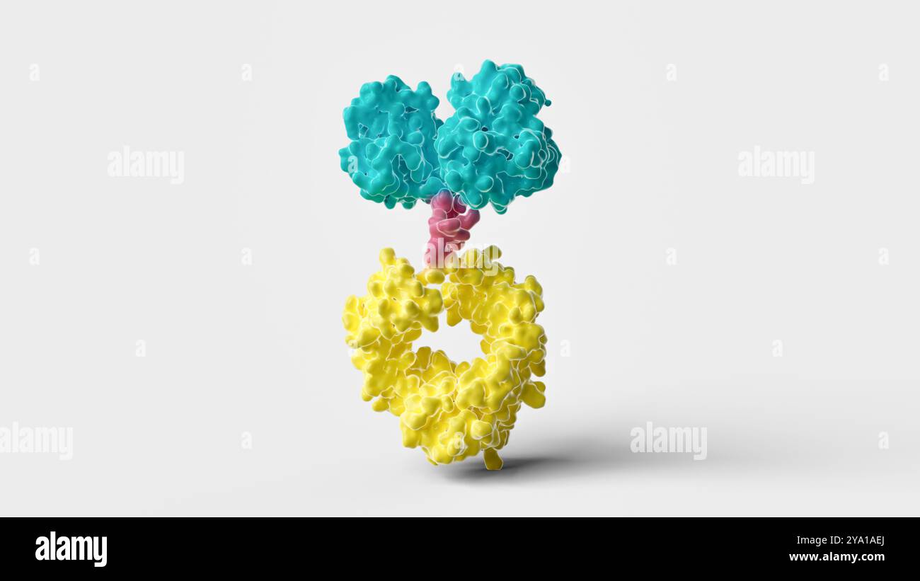 Illustration of the structure of a typical antibody FC (fragment ...