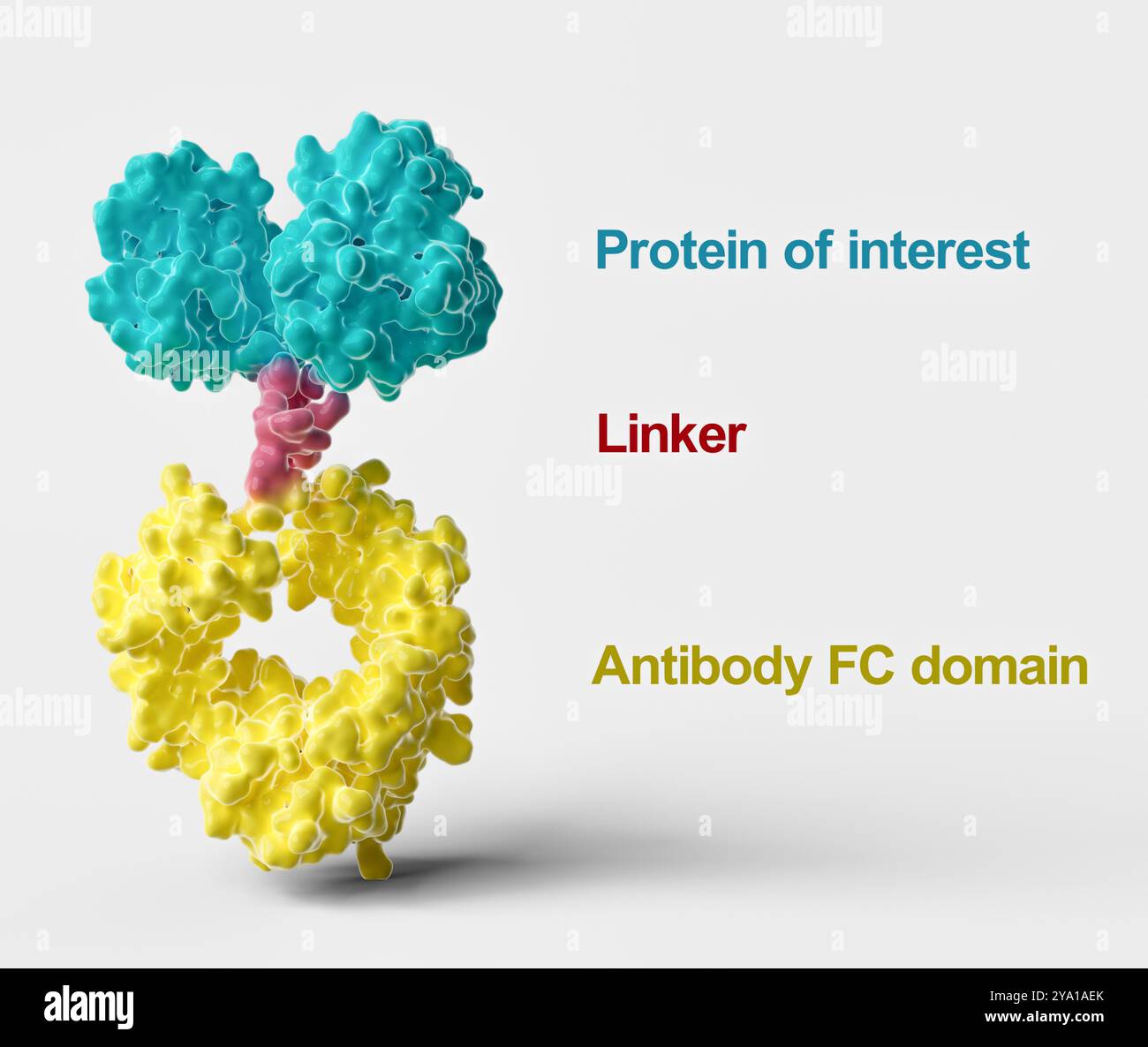 Illustration of the structure of a typical antibody FC (fragment ...